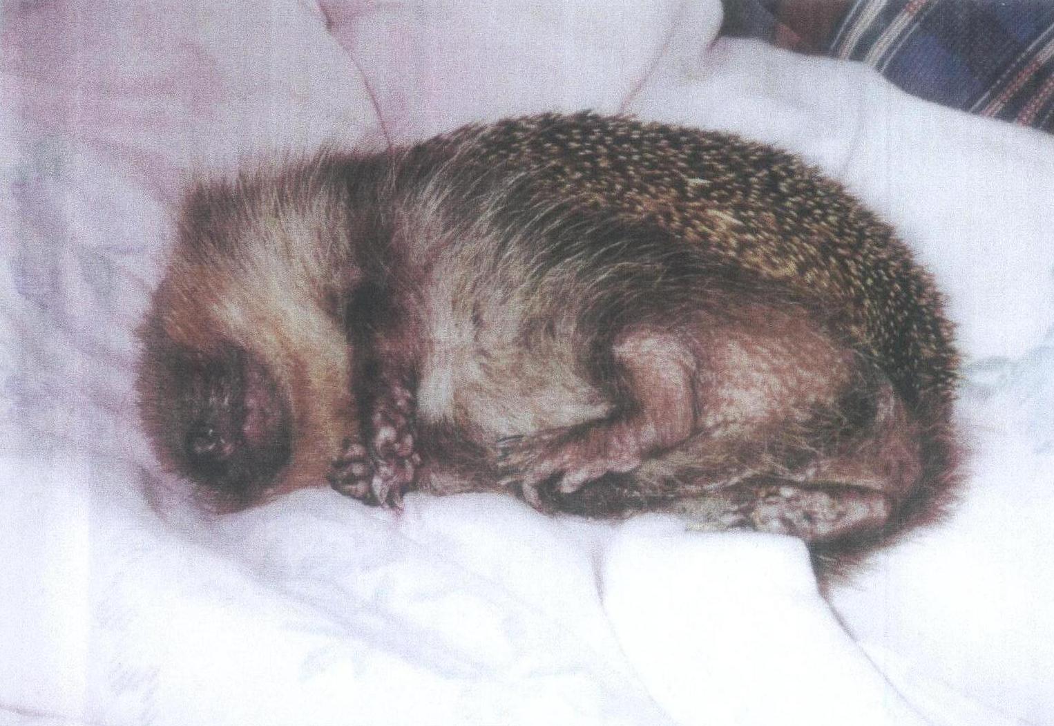 The Tale of an Extraordinary Hedgehog called Gaby – naturetails