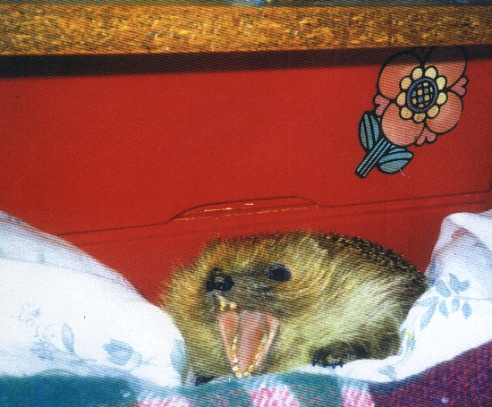 The Trials of the Extraordinary Hedgehog called Gaby – naturetails
