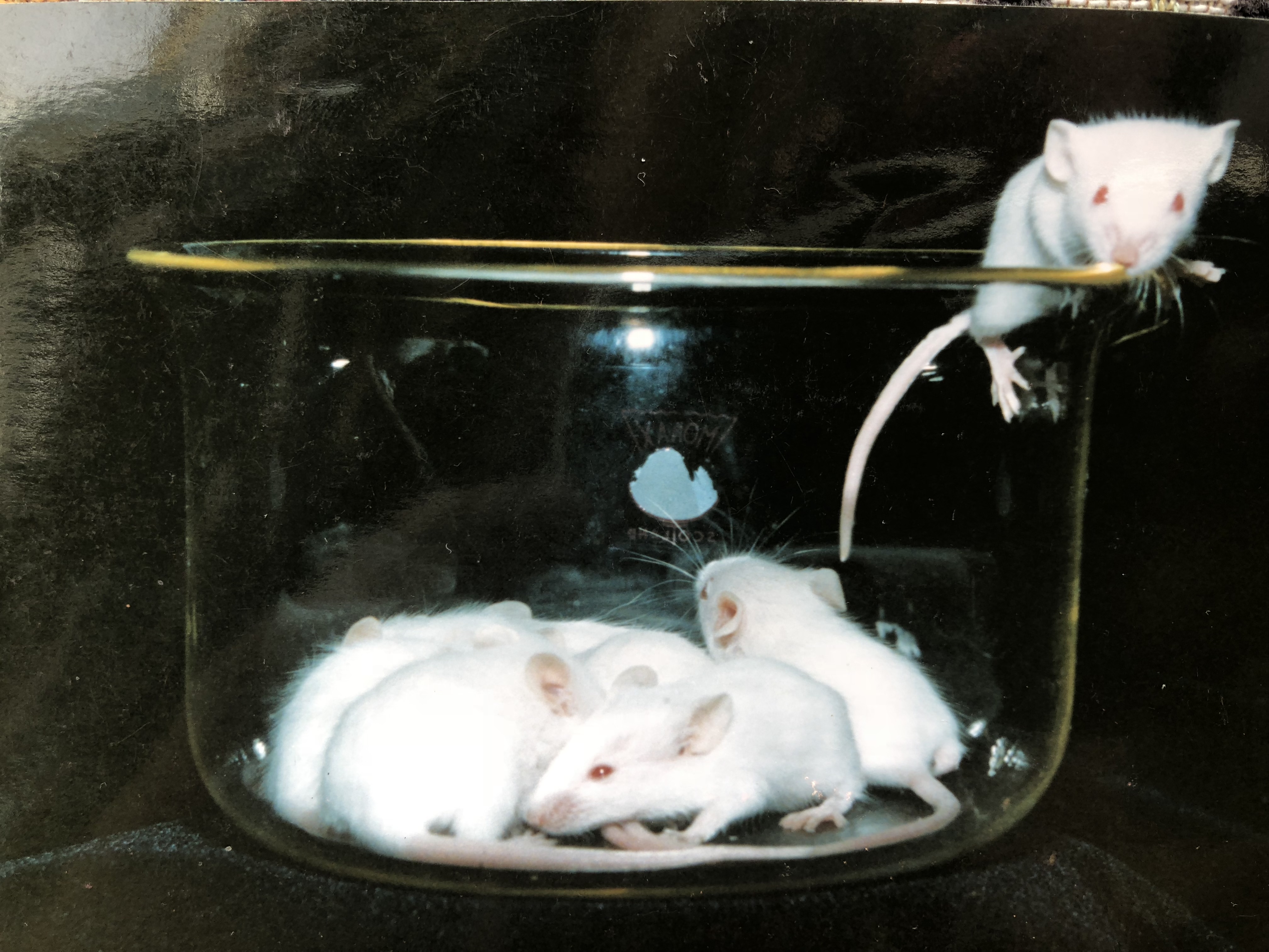 Of Mice and Men – naturetails