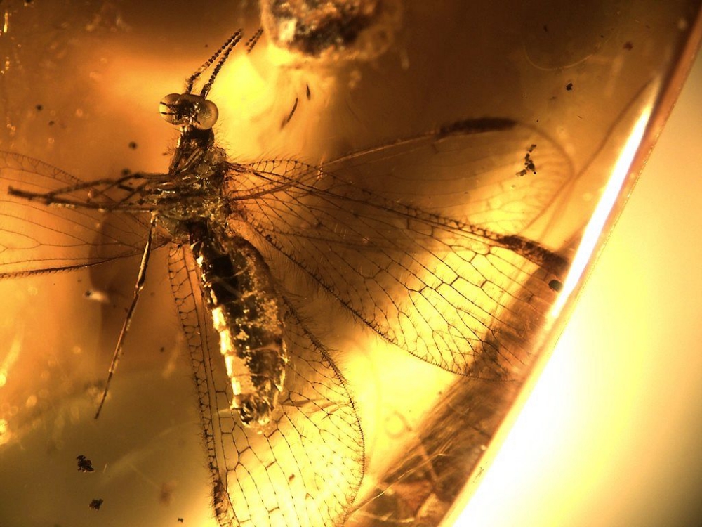 The Dragonfly – A 300 Million Years Old Wonder – naturetails