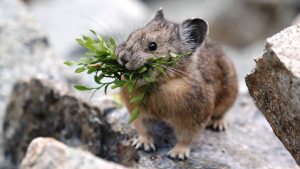 Desert Wildlife of Asia – naturetails