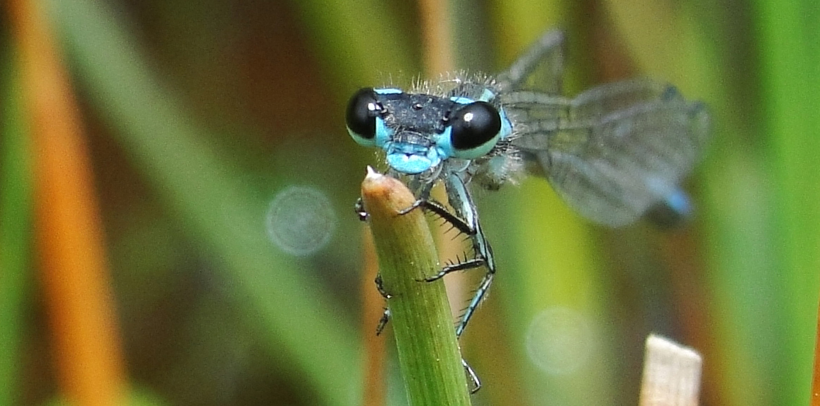 The Dragonfly – A 300 Million Years Old Wonder – naturetails