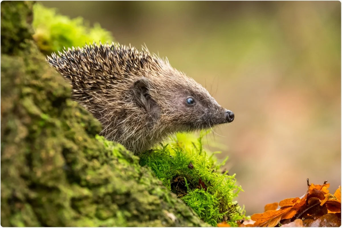 The Extraordinary Hedgehog’s Ways Of Communication – naturetails