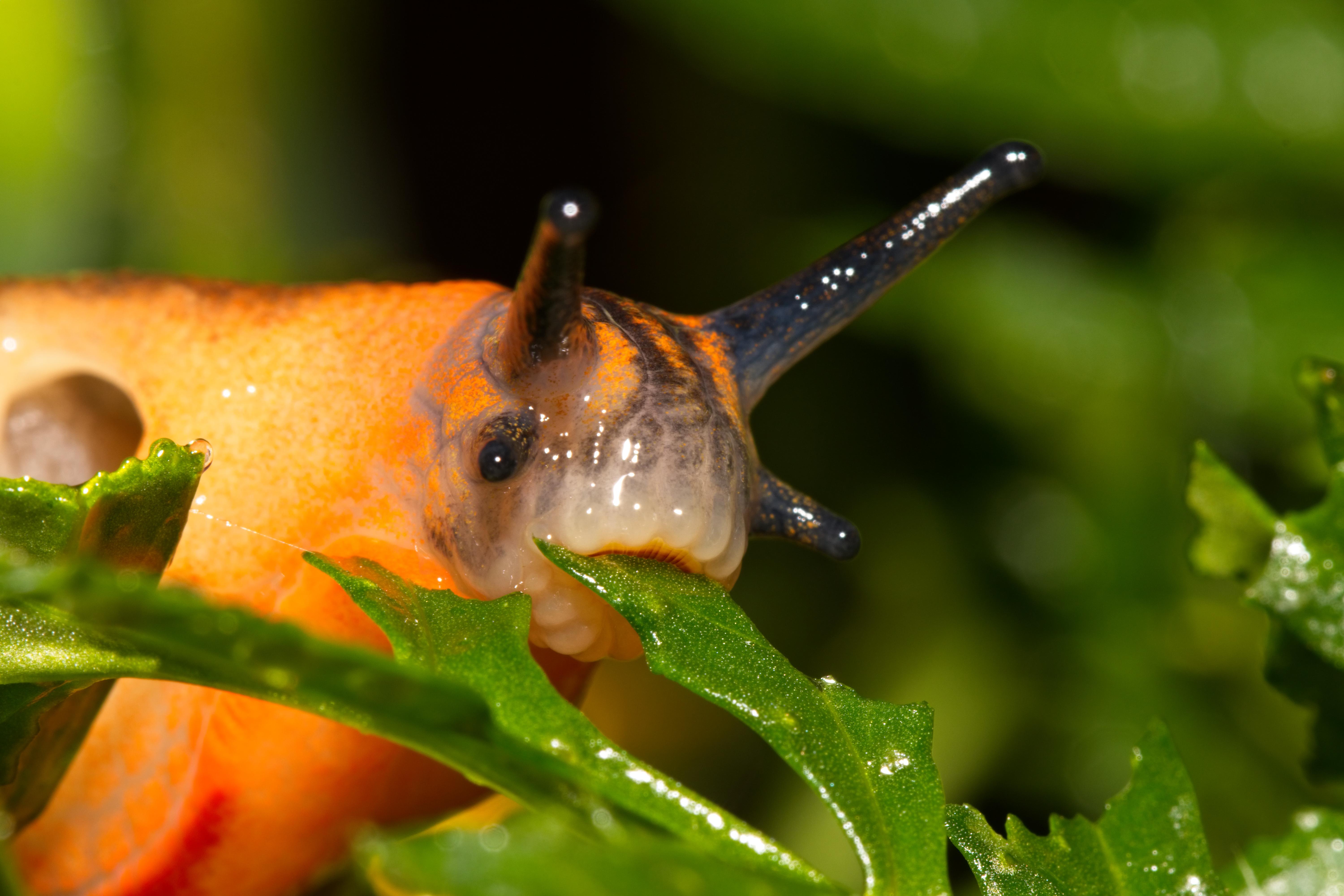 The Emotional Life Of Slugs – naturetails